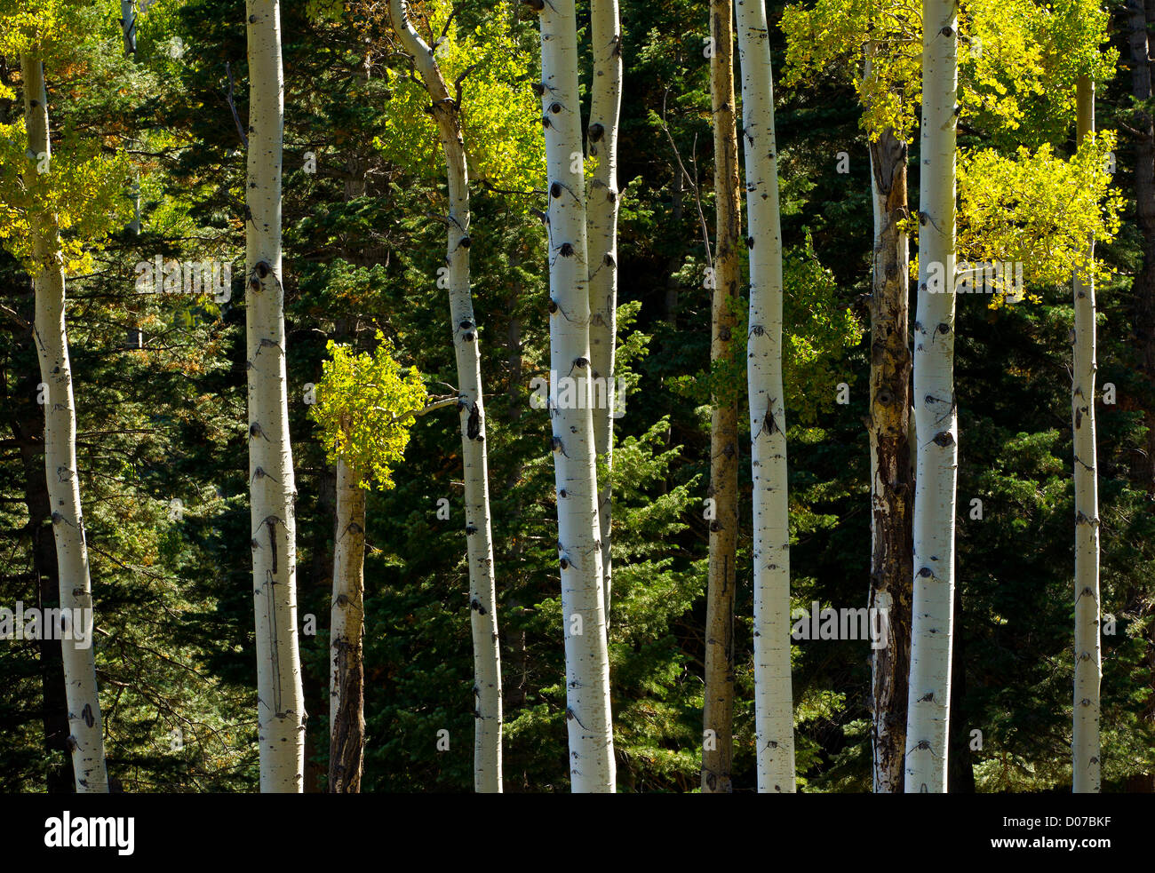 Quaking Aspen intermixed with conifers, Populus tremuloides in fall ...