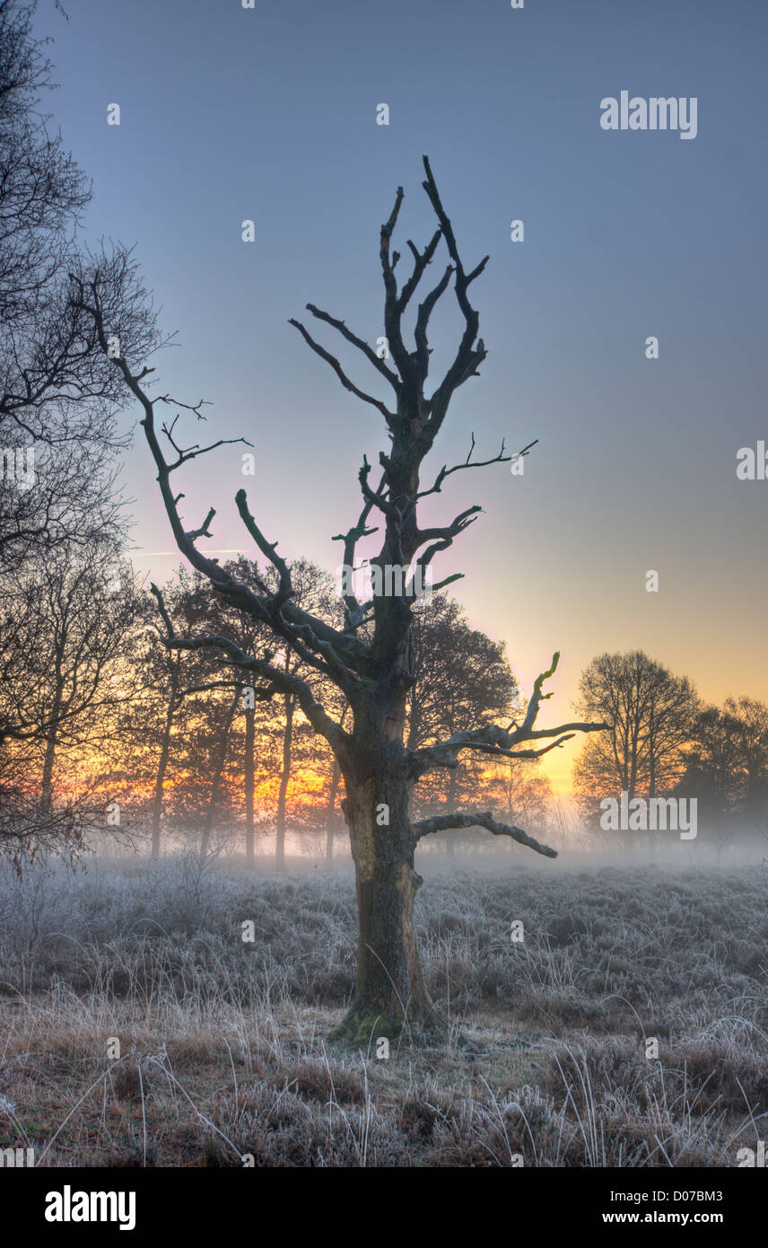 Dead oak tree hi-res stock photography and images - Alamy