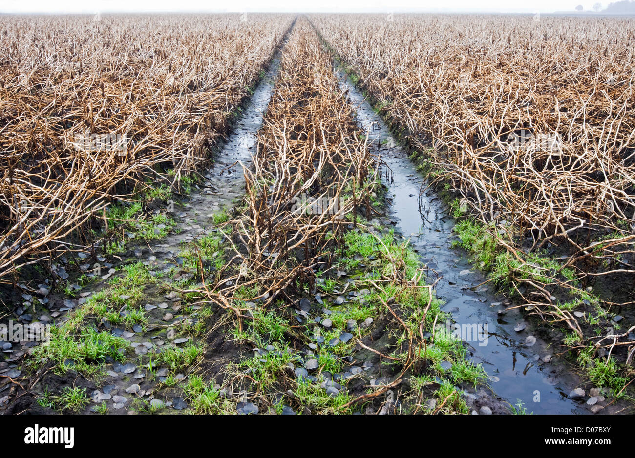 Trail in mud hi-res stock photography and images - Alamy