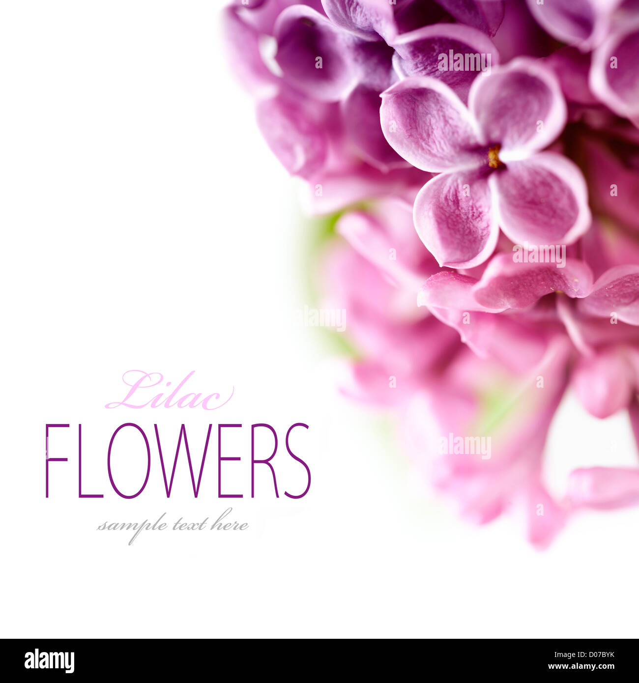 Lilac flower sample text hi-res stock photography and images - Alamy