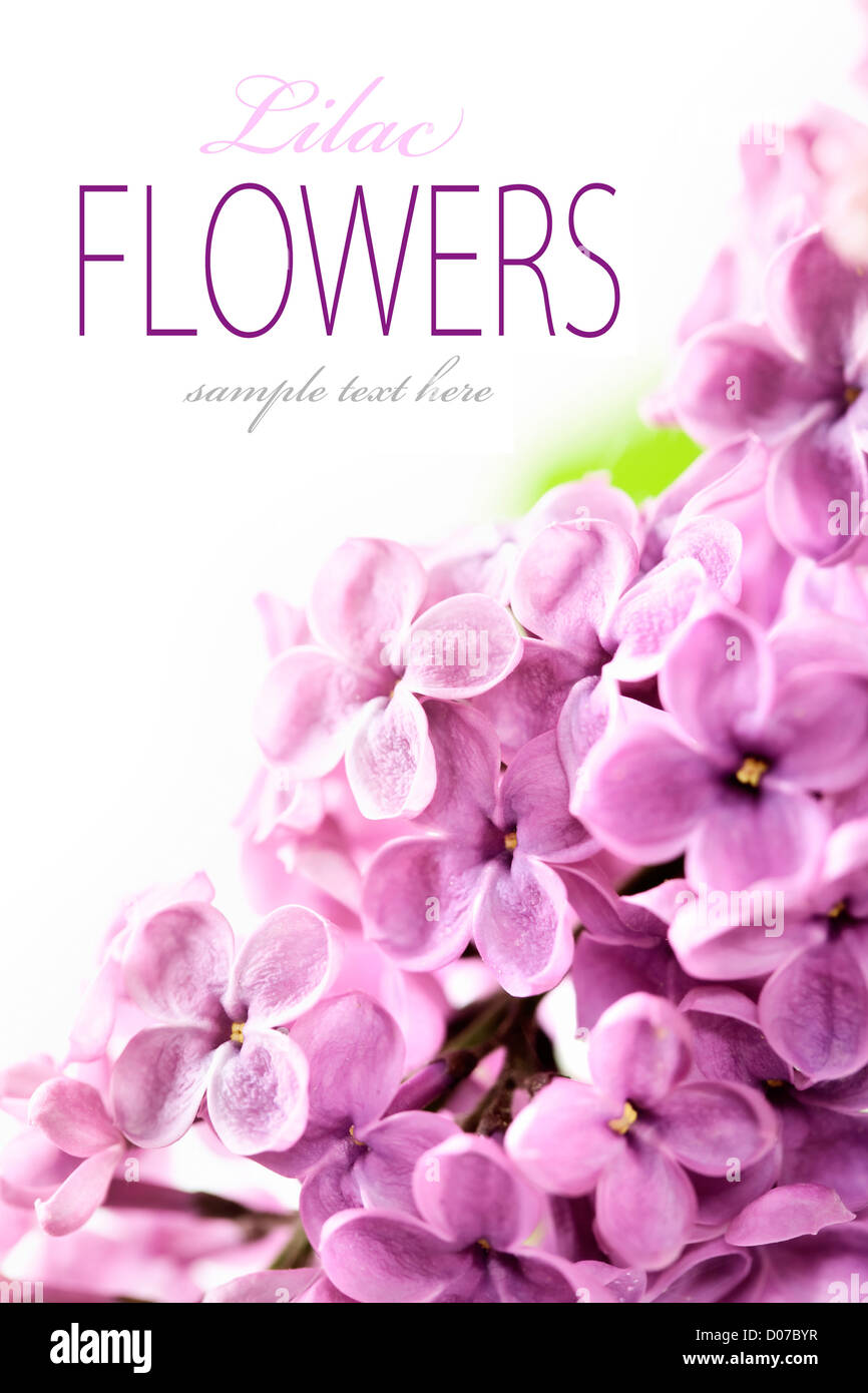 Lilac branch on a white background with sample text Stock Photo - Alamy