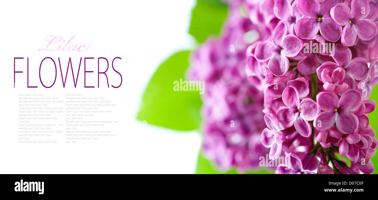 Lilac branch on a white background with sample text Stock Photo - Alamy