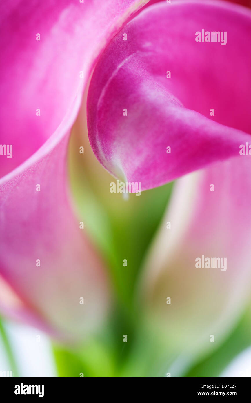 Mini calla lily hi-res stock photography and images - Alamy
