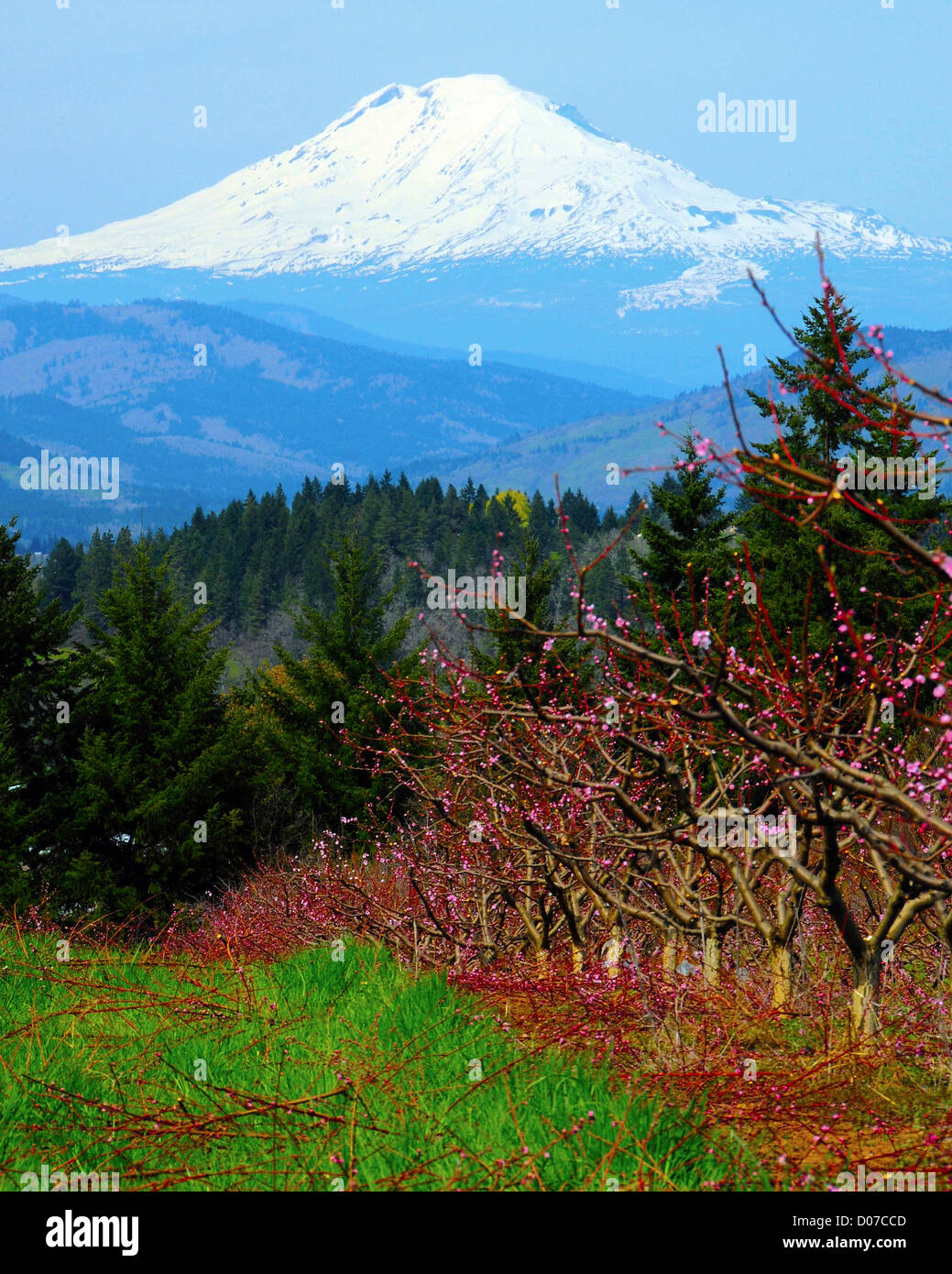 Mount hood and mount adams oregon hi-res stock photography and images ...