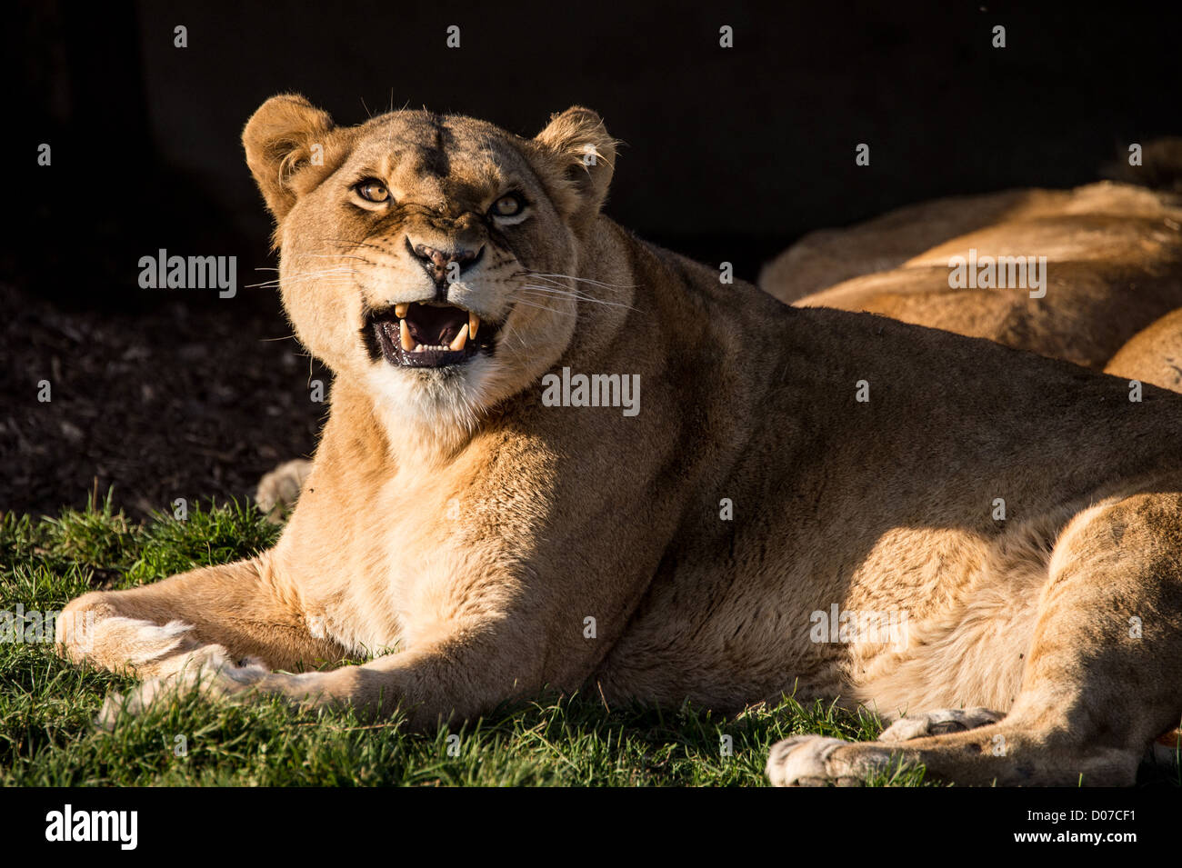 Magnificent lioness hi-res stock photography and images - Alamy
