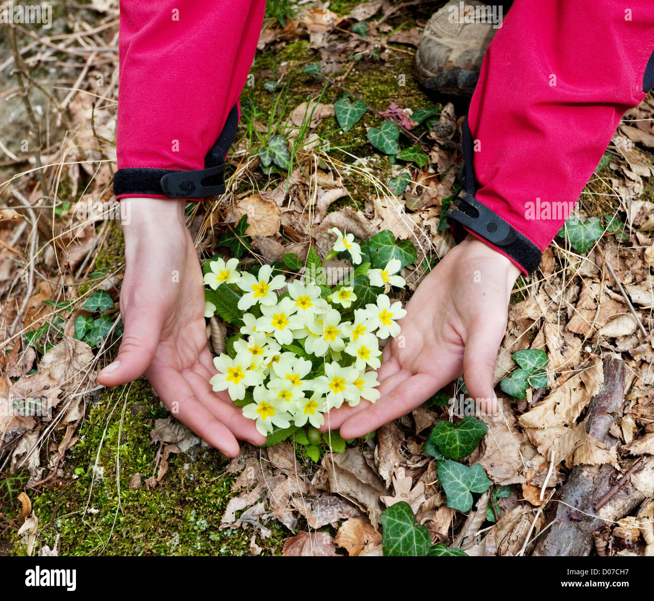 flowers in the hands Stock Photo - Alamy