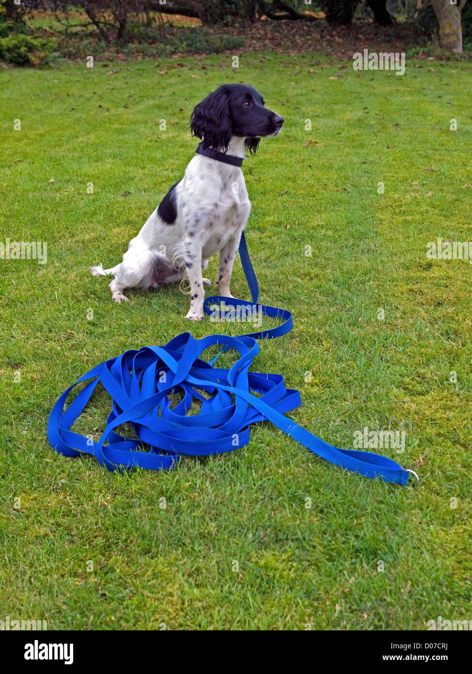 springer spaniel dog with long training lead attached Stock Photo - Alamy