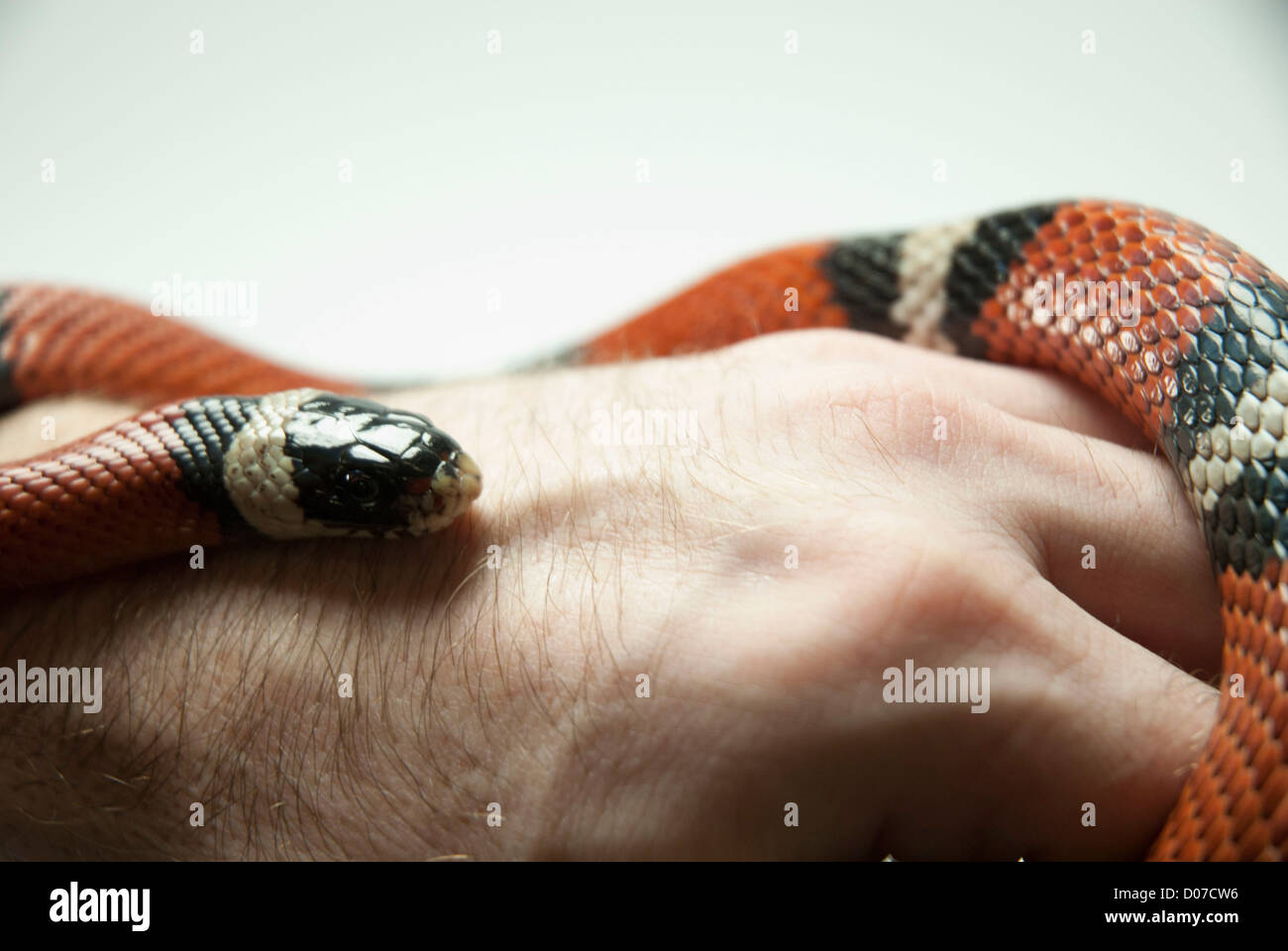 Female pet milk snake being handled in the studio Stock Photo - Alamy