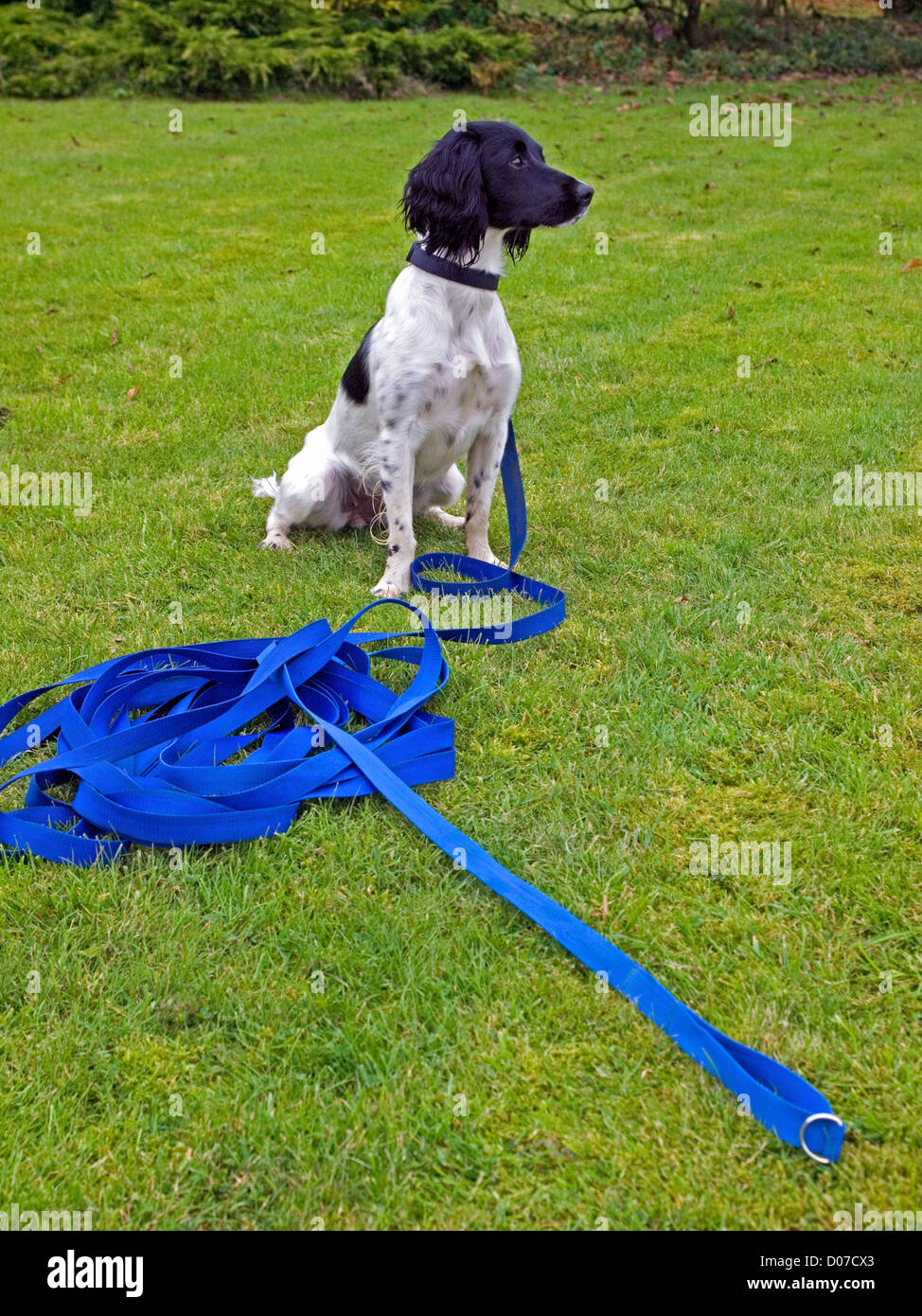 springer spaniel dog long training lead attached Stock Photo - Alamy