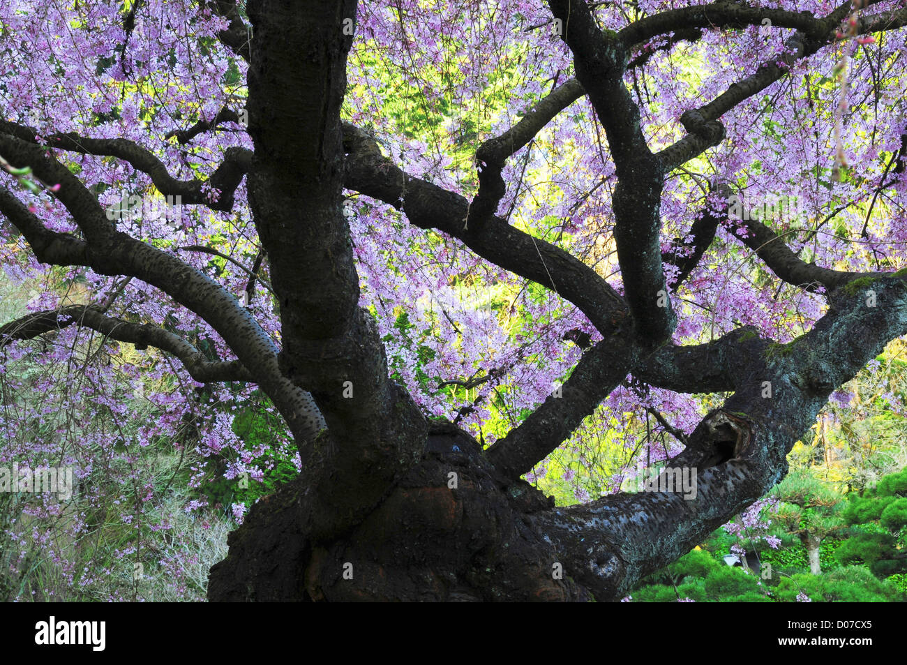 Cherry Tree in Bloom, Portland Japanese Garden, Portland, Oregon, USA ...