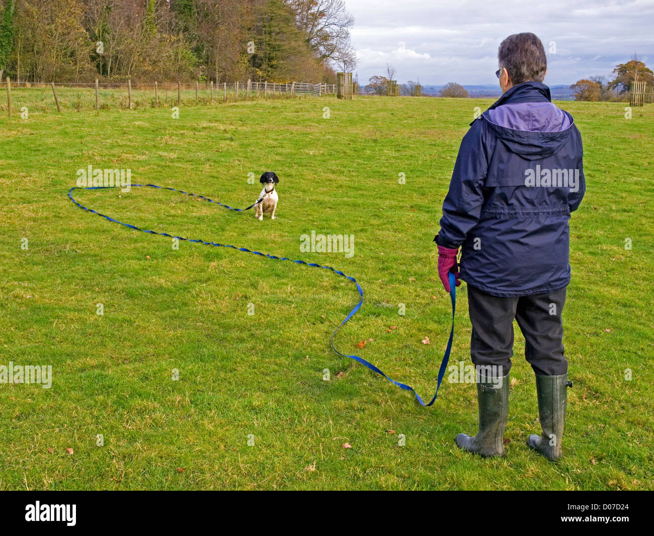 woman training a young springer spaniel on long training lead Stock ...