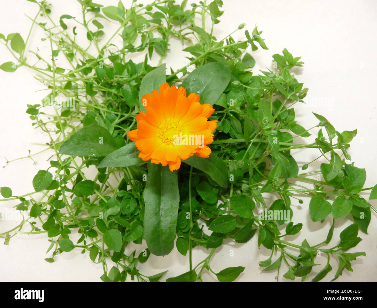 flower; orange; calendula; Stellaria; flora; one bouquet; bud ...