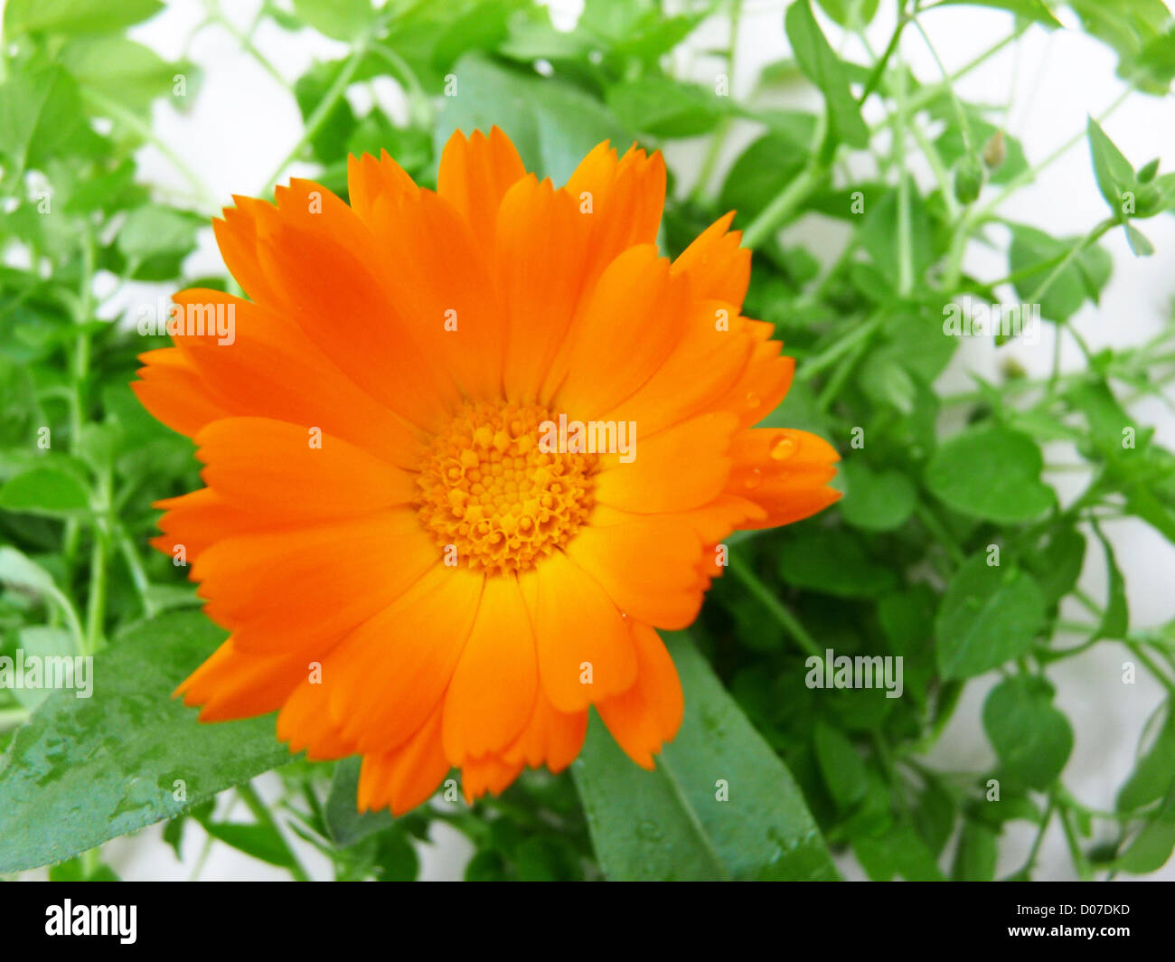 flower; orange; calendula; Stellaria; flora; one bouquet; bud ...