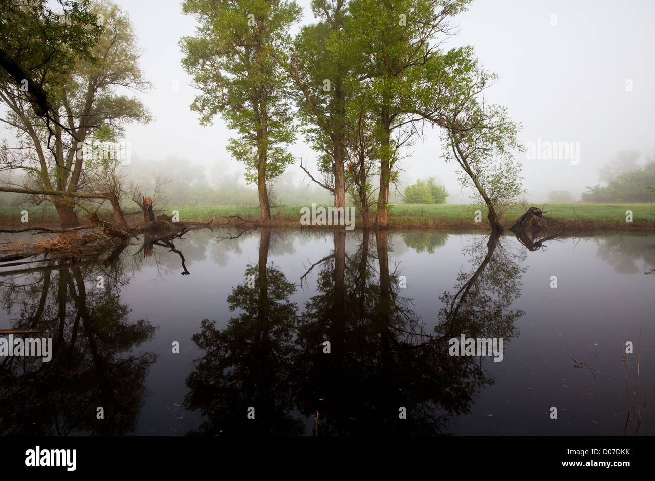 Magic forest of misty Stock Photo - Alamy