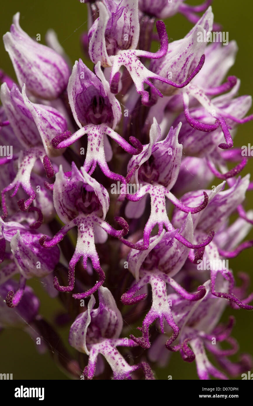 Monkey Orchid, Orchis simia in flower; Cevennes, France Stock Photo - Alamy