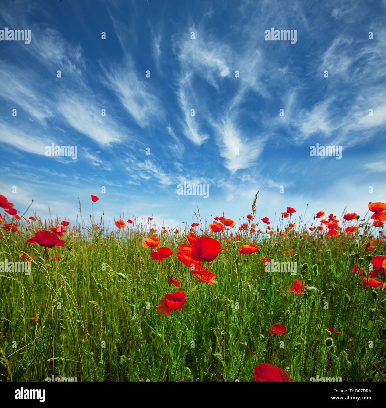 poppy and rainbow Stock Photo - Alamy