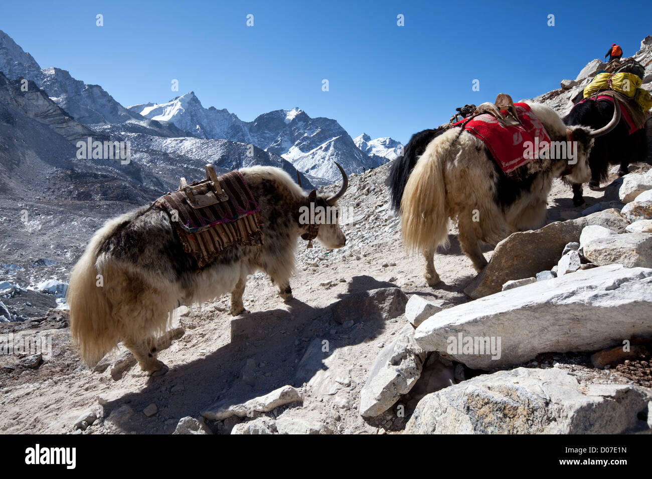 yak in Himalaya Stock Photo - Alamy