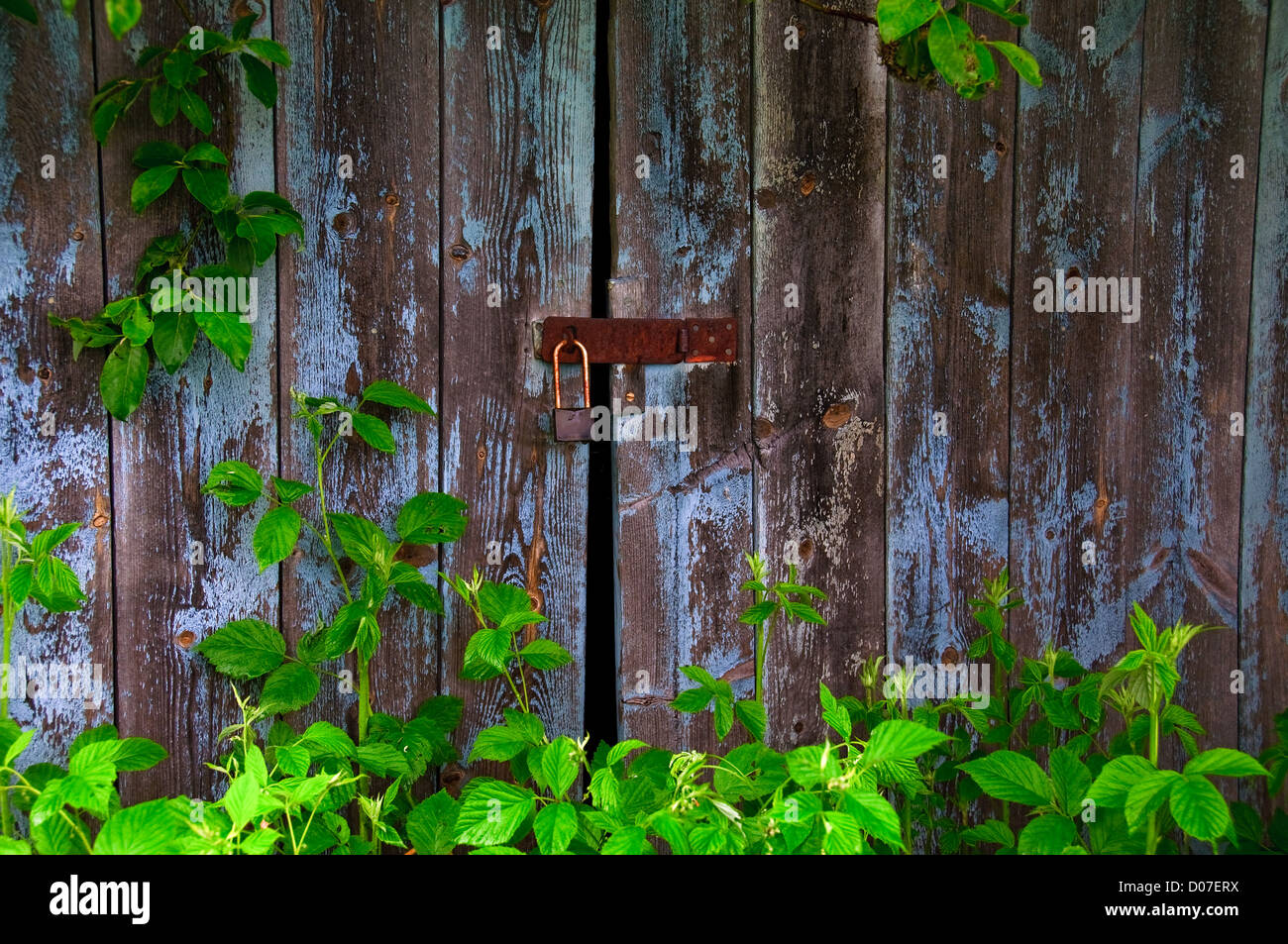A locked dilapidated outhouse with peeling paint Stock Photo - Alamy