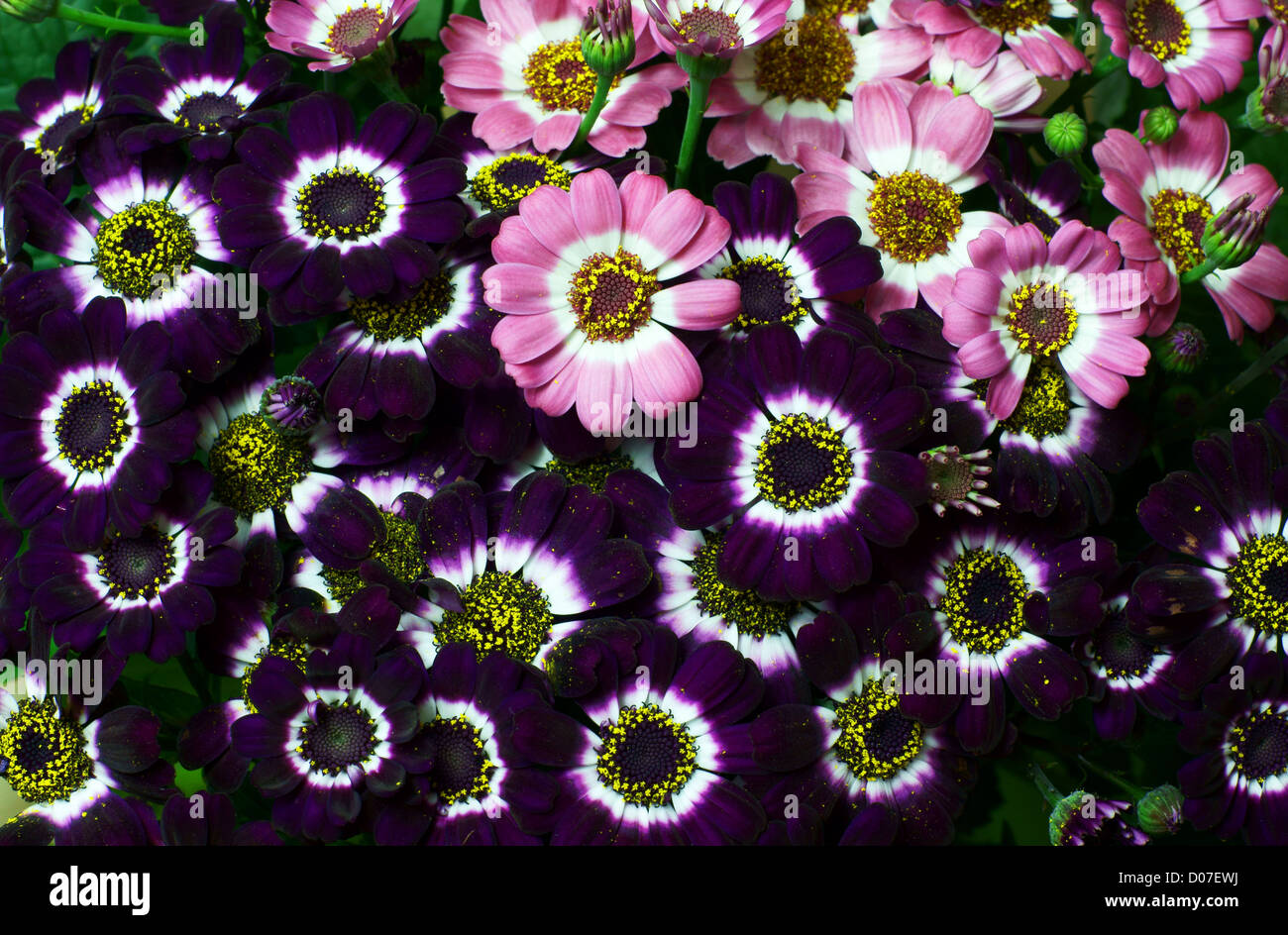 Posey flowers hi-res stock photography and images - Alamy