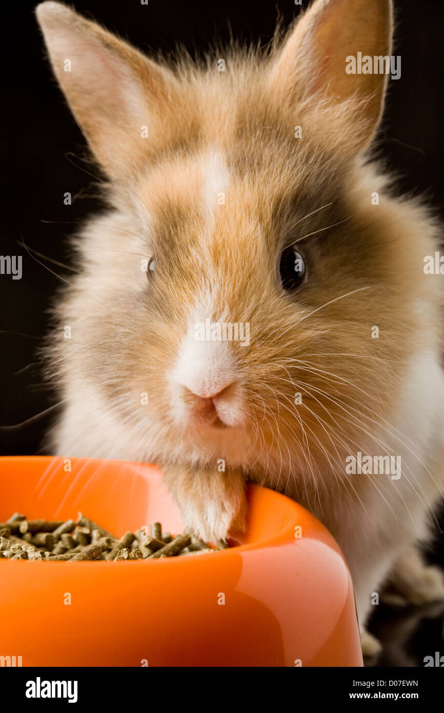 photo of adorable dwarf rabbit with lion's head with his food bowl ...