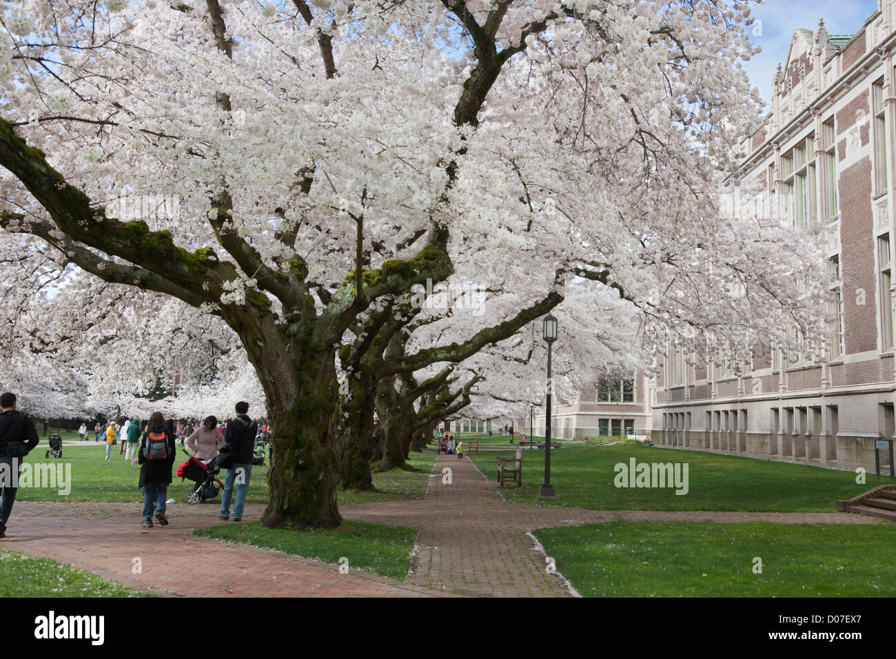 North America, USA, Washington, Seattle. Cherry trees on the University ...