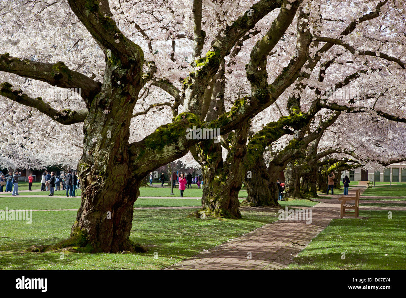 North America, USA, Washington, Seattle. Cherry trees on the University ...