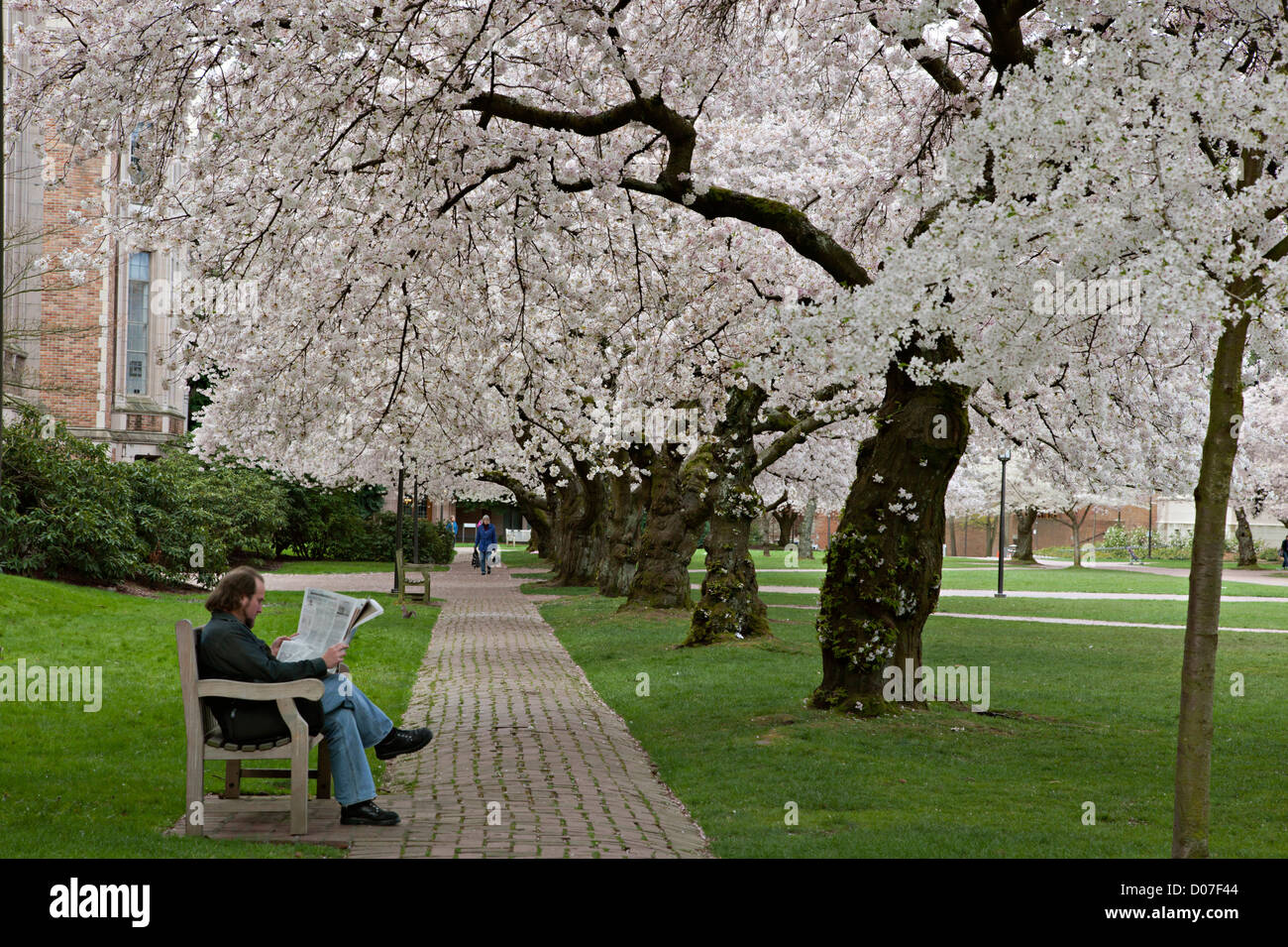 North America, USA, Washington, Seattle. Cherry trees on the University ...