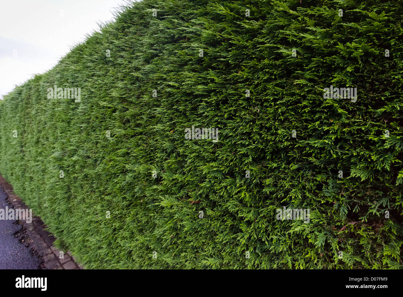 Cypress hedge in autumn - ready for a trim with clippers or electric ...