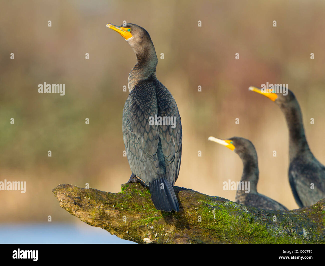 Cormorants on a log hi-res stock photography and images - Alamy