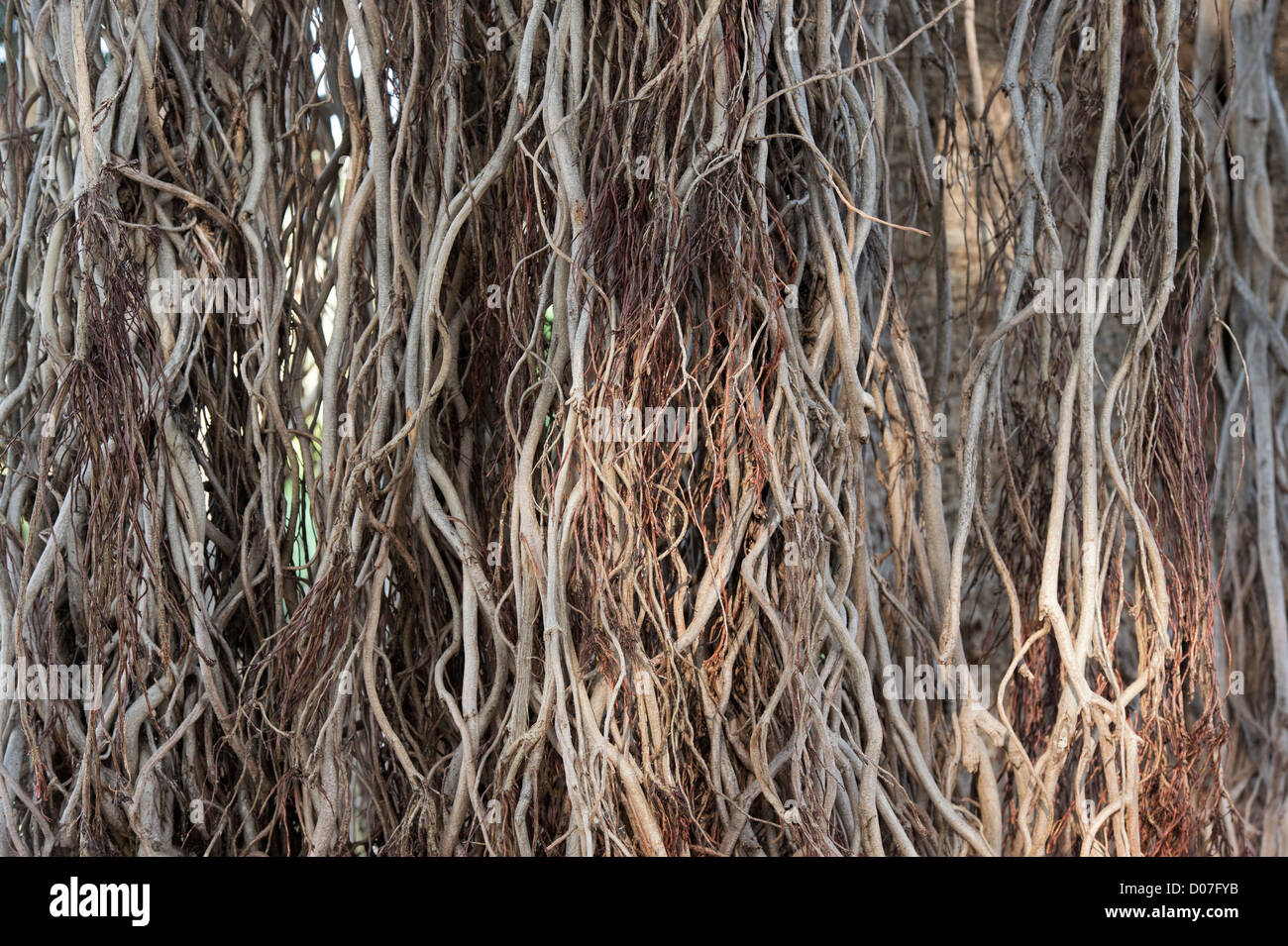 Ficus Benghalensis. Aerial prop roots of an Indian banyan tree Stock ...