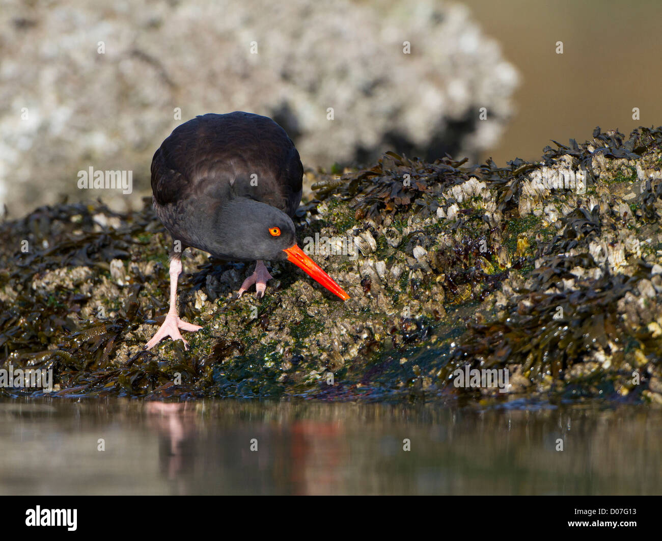 Gary barnacle hi-res stock photography and images - Alamy
