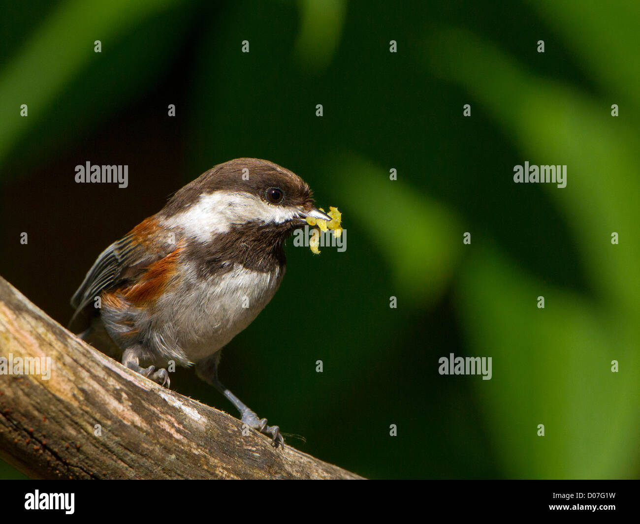 USA, Washington State. A Chestnut-backed Chickadee (Poecile rufescens ...