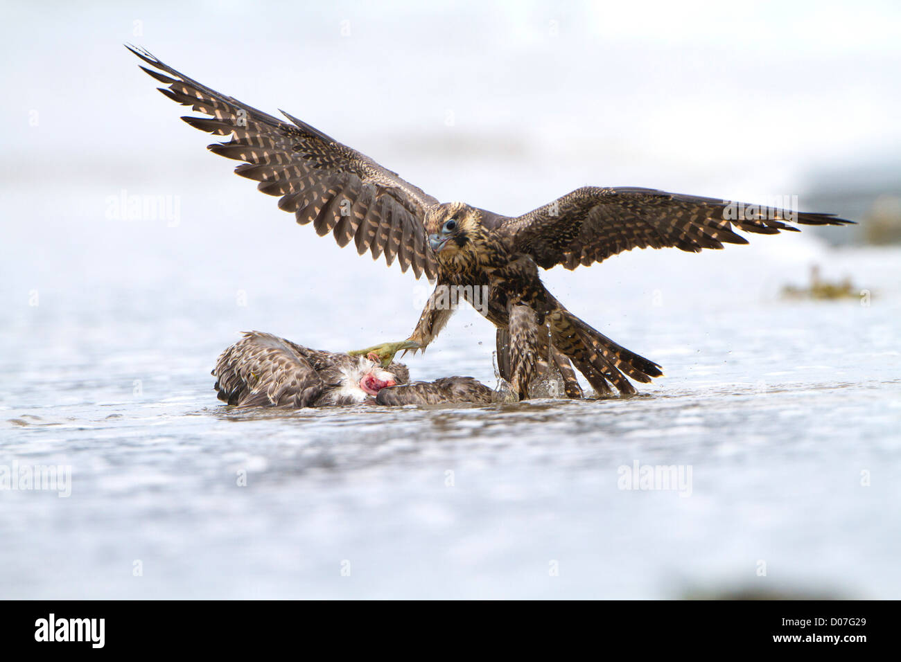 USA, WA, Olympic National Park. Juvenile Peregrine Falcon (Falco ...