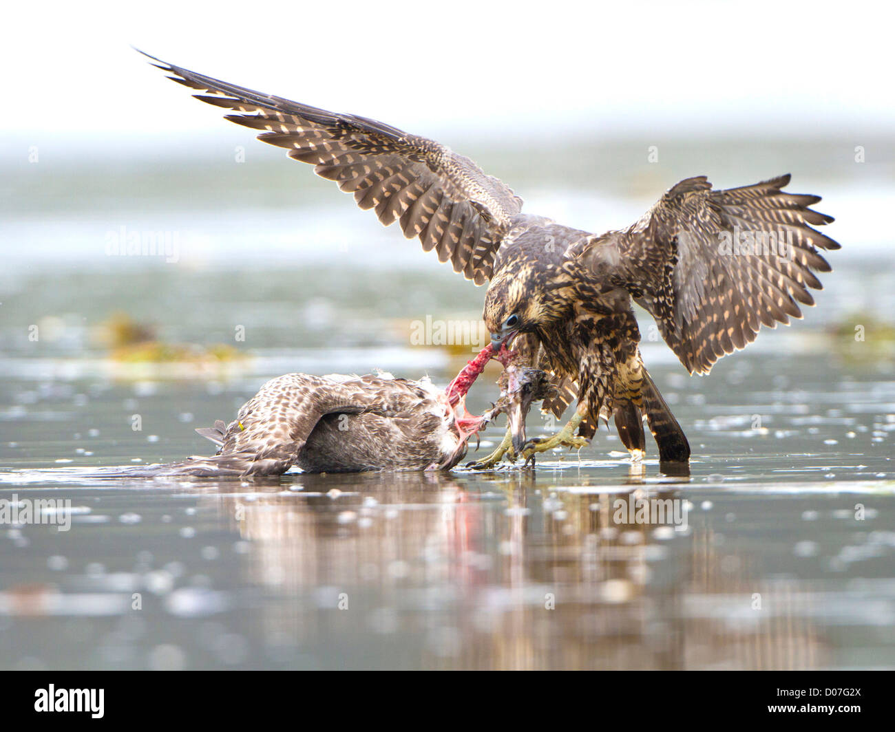 USA, WA, Olympic National Park. Juvenile Peregrine Falcon (Falco ...