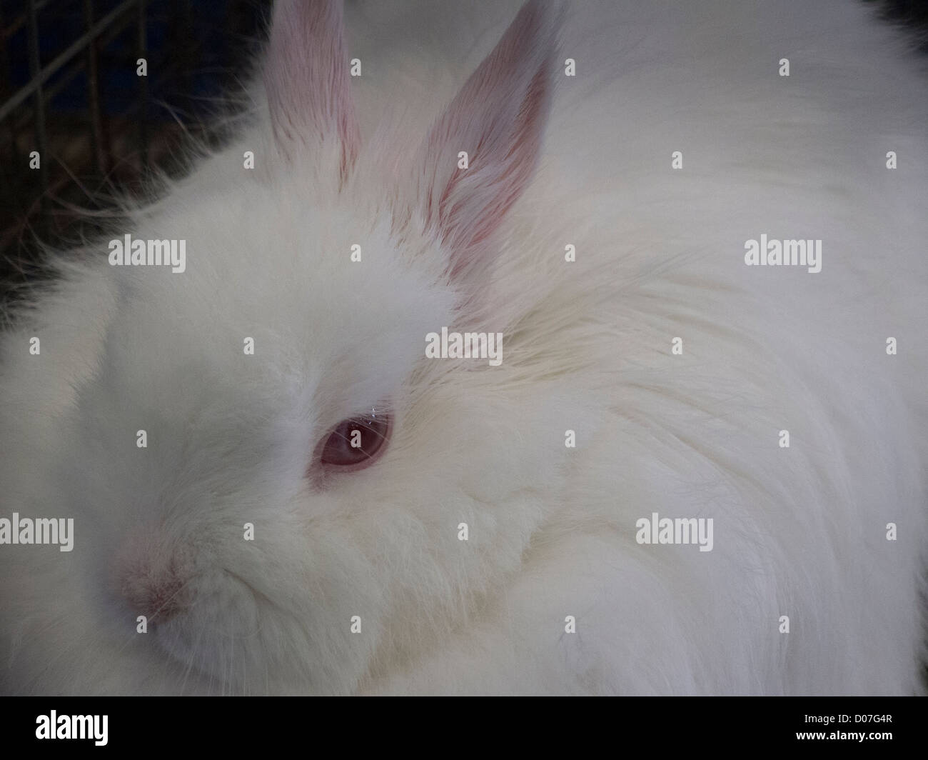 Rabbit on display at the Evergreen State Fair in Monroe,Washington ...