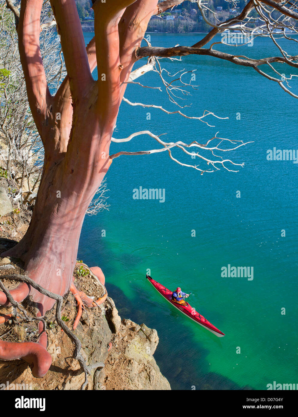 Madrona tree hi-res stock photography and images - Alamy