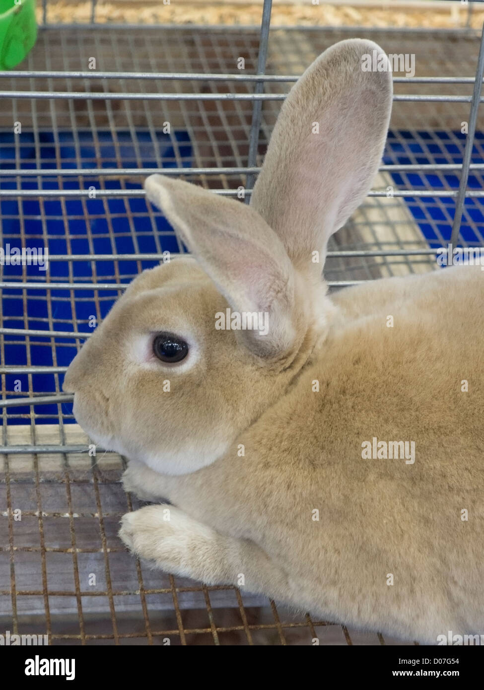 Rabbit on display at the Evergreen State Fair in Monroe,Washington ...