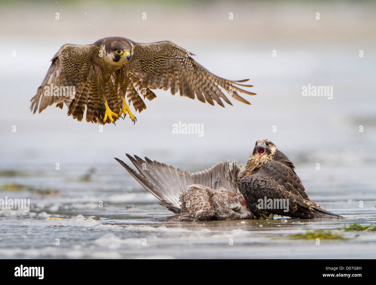USA, WA, Olympic National Park. Juvenile Peregrine Falcon (Falco ...