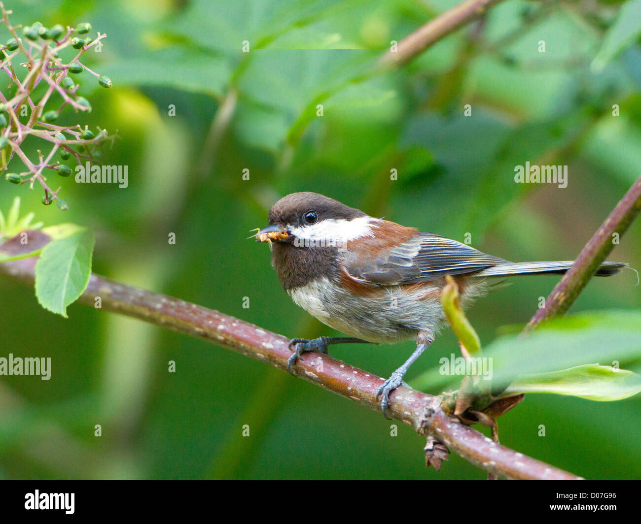 USA, Washington State. A Chestnut-backed Chickadee (Poecile rufescens ...