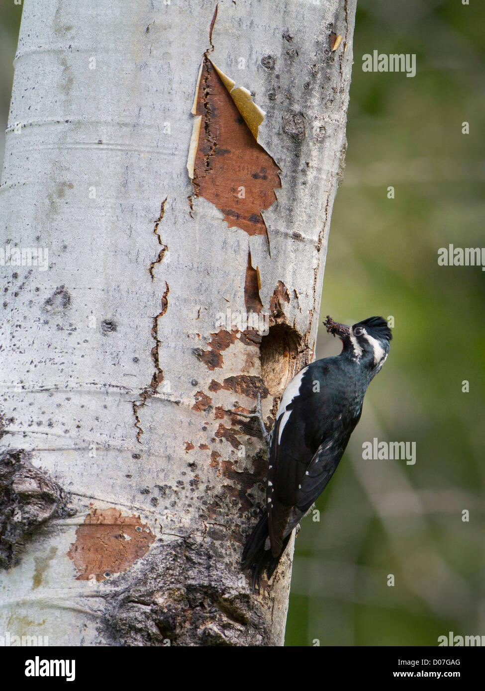 USA, Washington State. A male Williamson's Sapsucker (Sphyrapicus ...