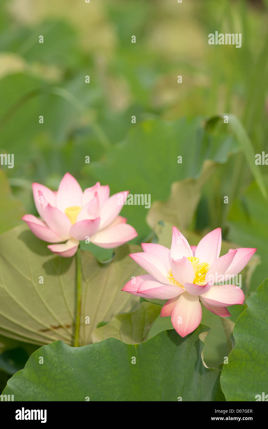 Two lotus flowers in farm in outdoor Stock Photo - Alamy