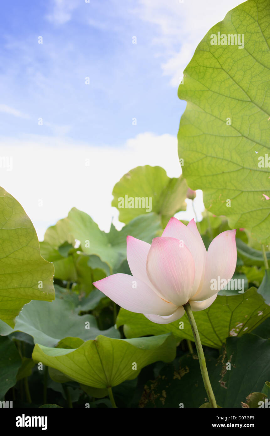 Landscape of red lotus flower in green field in outdoor Stock Photo - Alamy