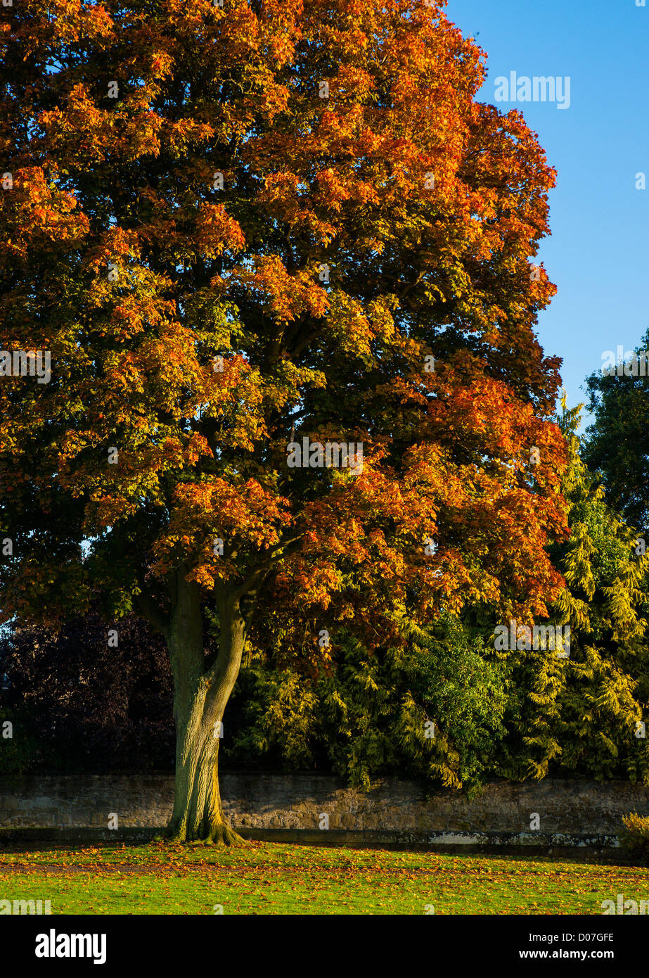 Autumn in the Scottish Borders UK - warm red tree in sunshine Stock ...