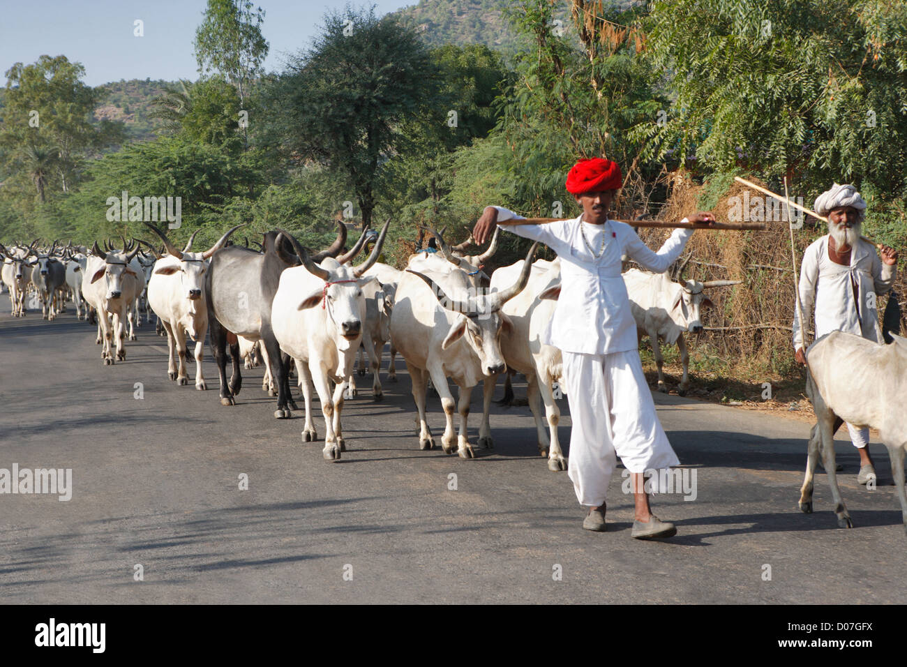 Rajasthani Village Stock Photos & Rajasthani Village Stock Images - Alamy
