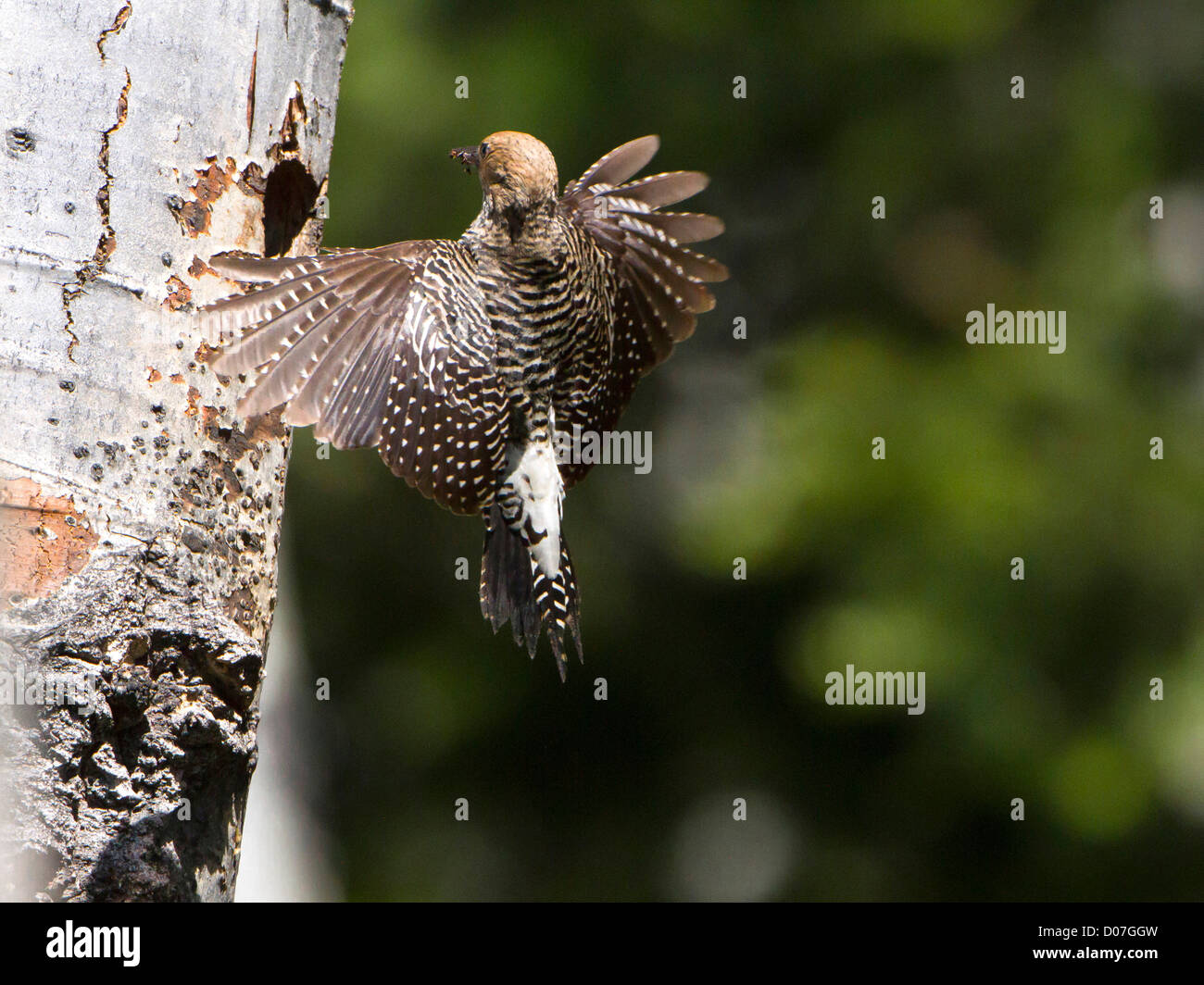 USA, Washington State. A female Williamson's Sapsucker (Sphyrapicus ...