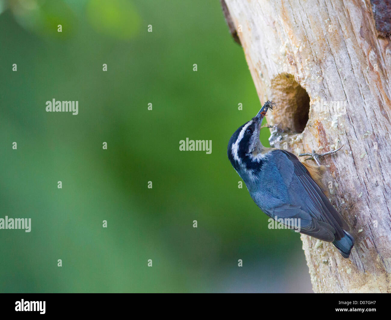 USA, Washington State. A red-breasted nuthatch (Sitta canadensis) at a ...