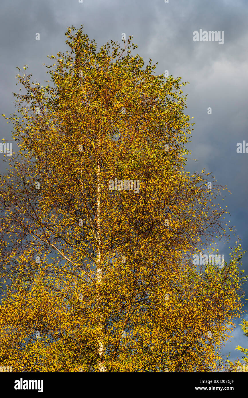 Uk silver birch hi-res stock photography and images - Alamy