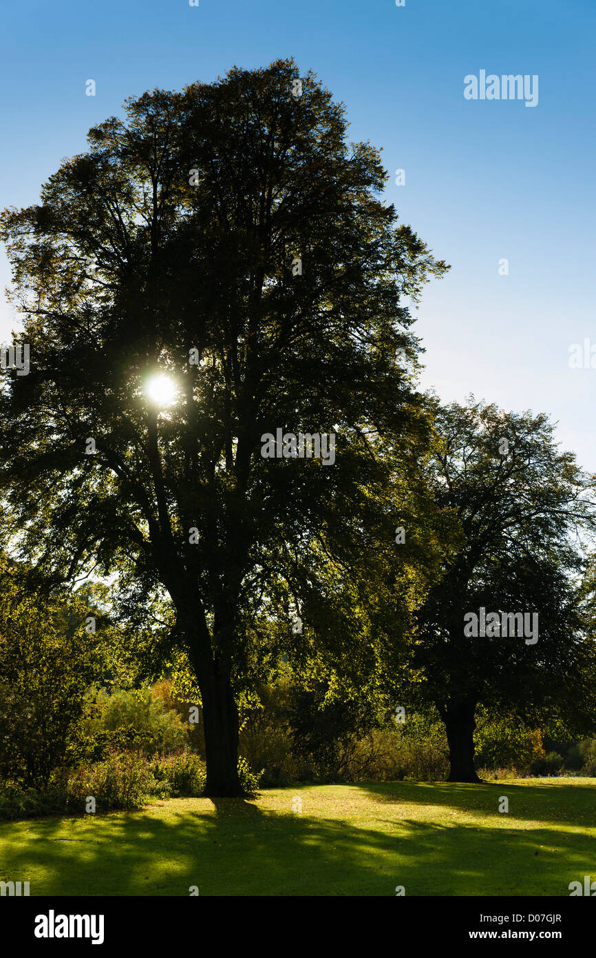 Sunshine through leaves of tree Stock Photo - Alamy