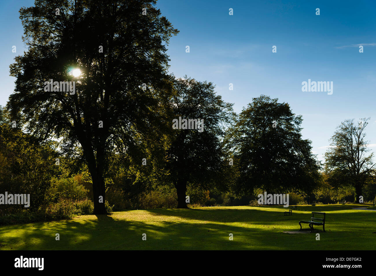 Sunshine through leaves of tree Stock Photo - Alamy