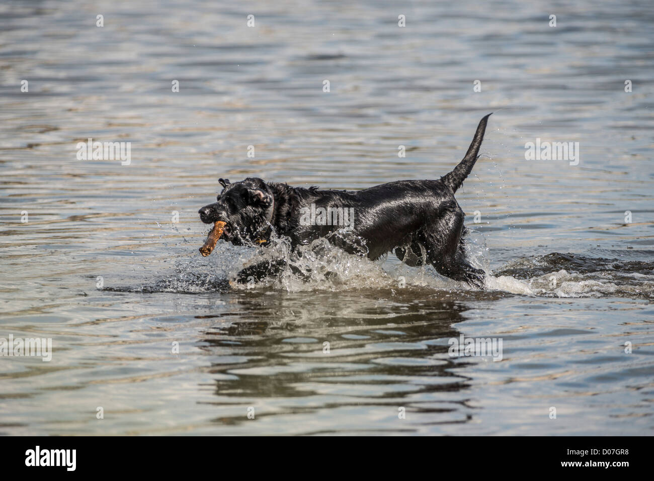 Black labrador in water hi-res stock photography and images - Alamy